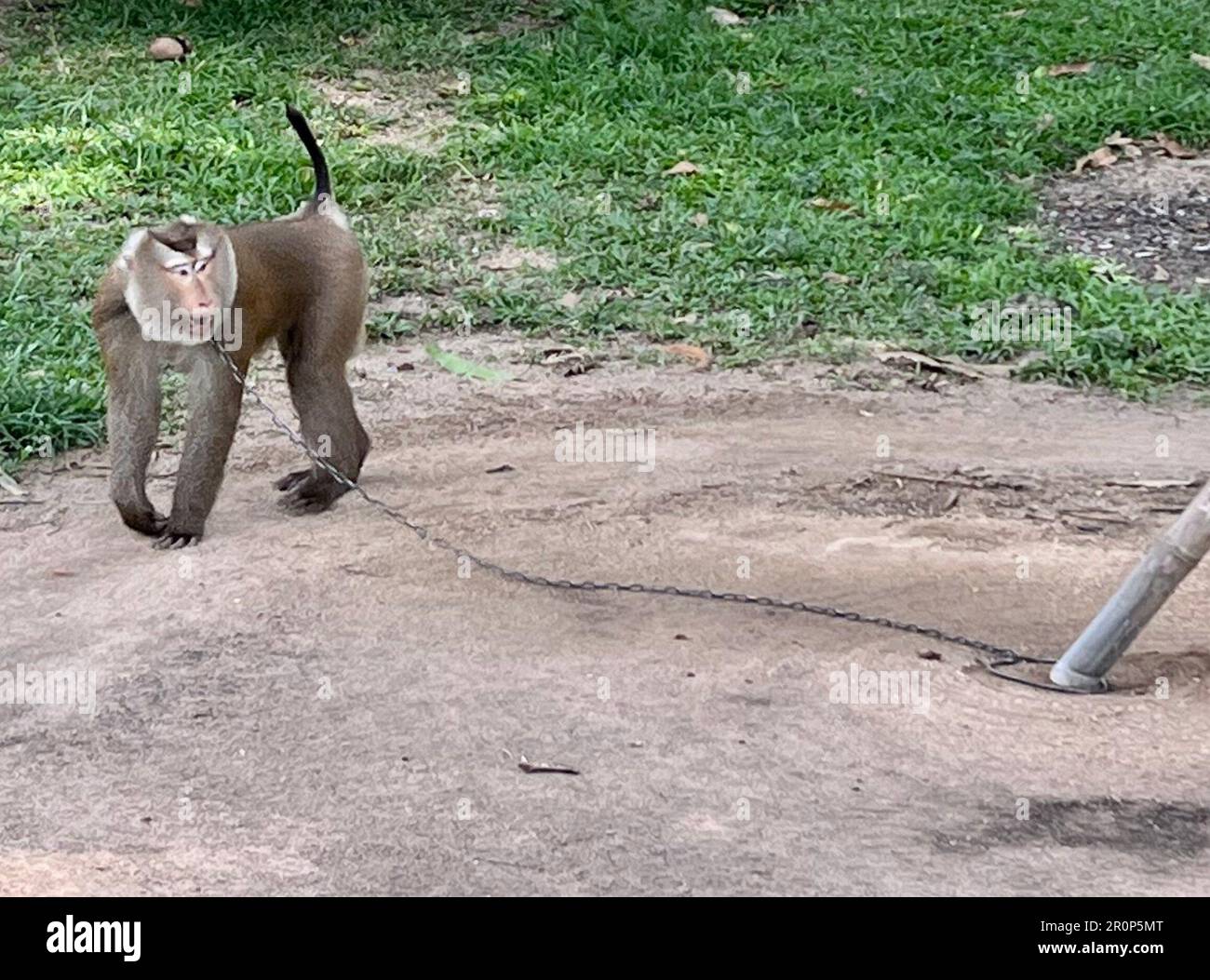 Koh Samui, Thailand. 17th Mar, 2023. The monkey Nong walks chained in a ...