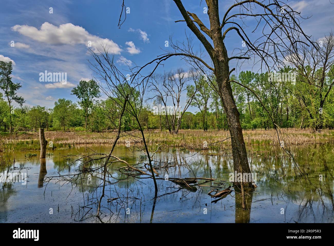 Beautiful wetland animals hi-res stock photography and images - Alamy