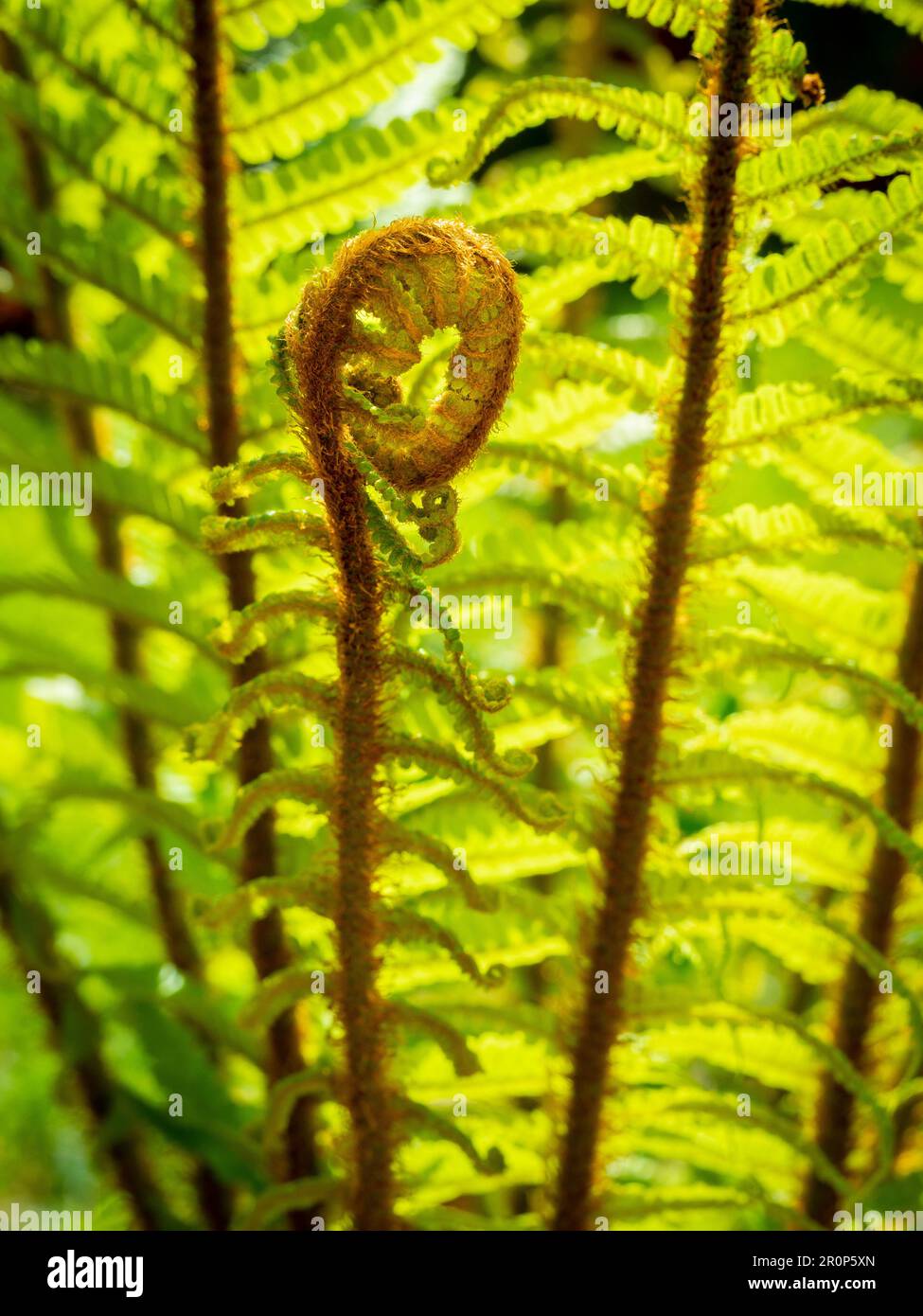 A fern unrolling a young frond hi-res stock photography and images - Alamy