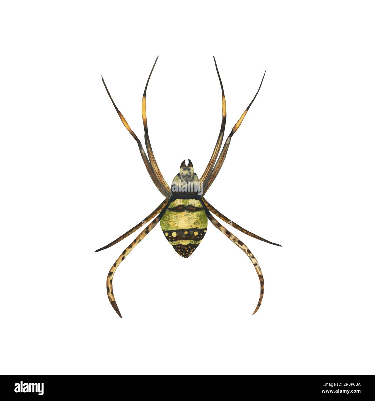 Australian spider saint andrew's cross watercolour illustration ...