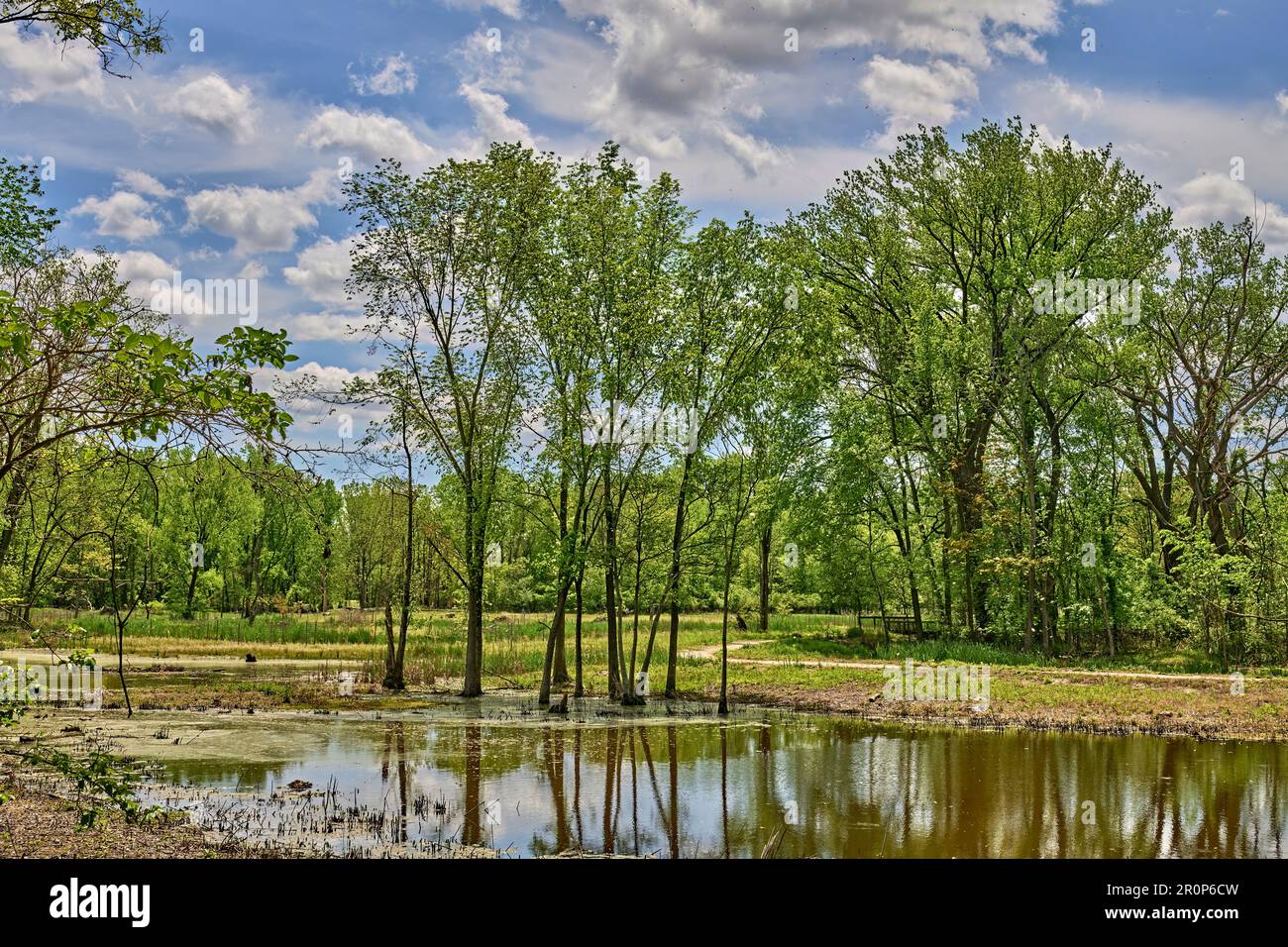 Beautiful wetland animals hi-res stock photography and images - Alamy