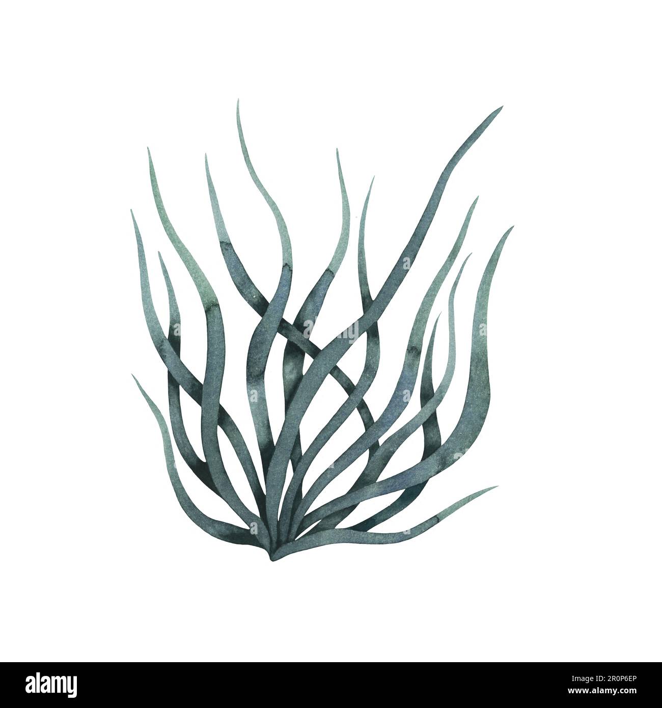 Craspedia leafs green color Australian herb grass herbage hand drawn ...