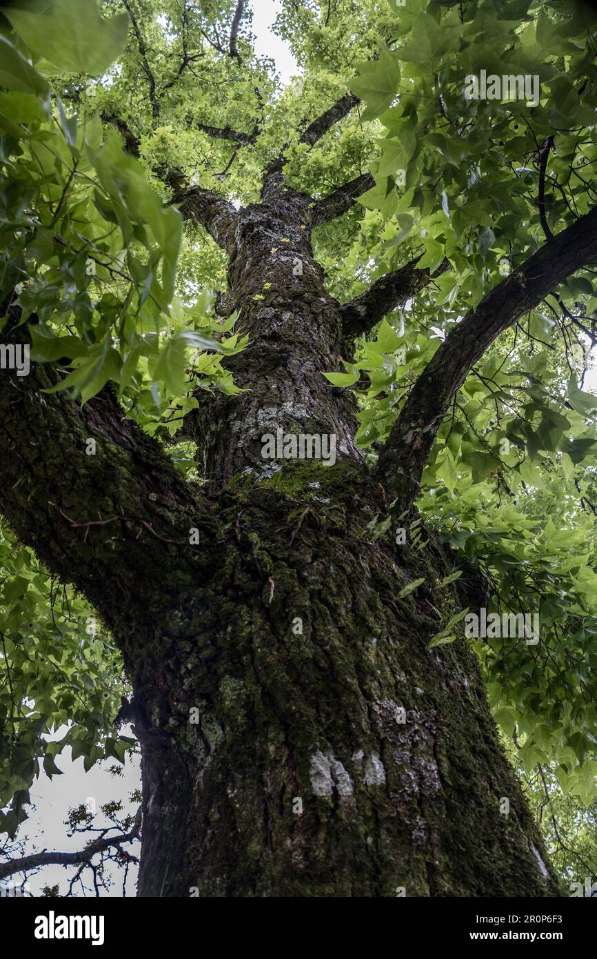 A majestic green tree with a full crown of foliage providing a shady ...
