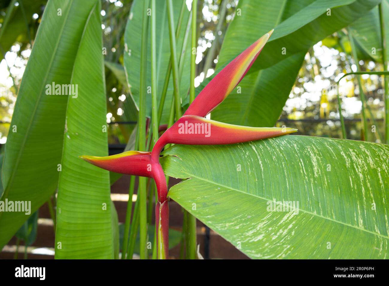 Shining bird of Paradise, Heliconia metallica flower, Lobster claws ...