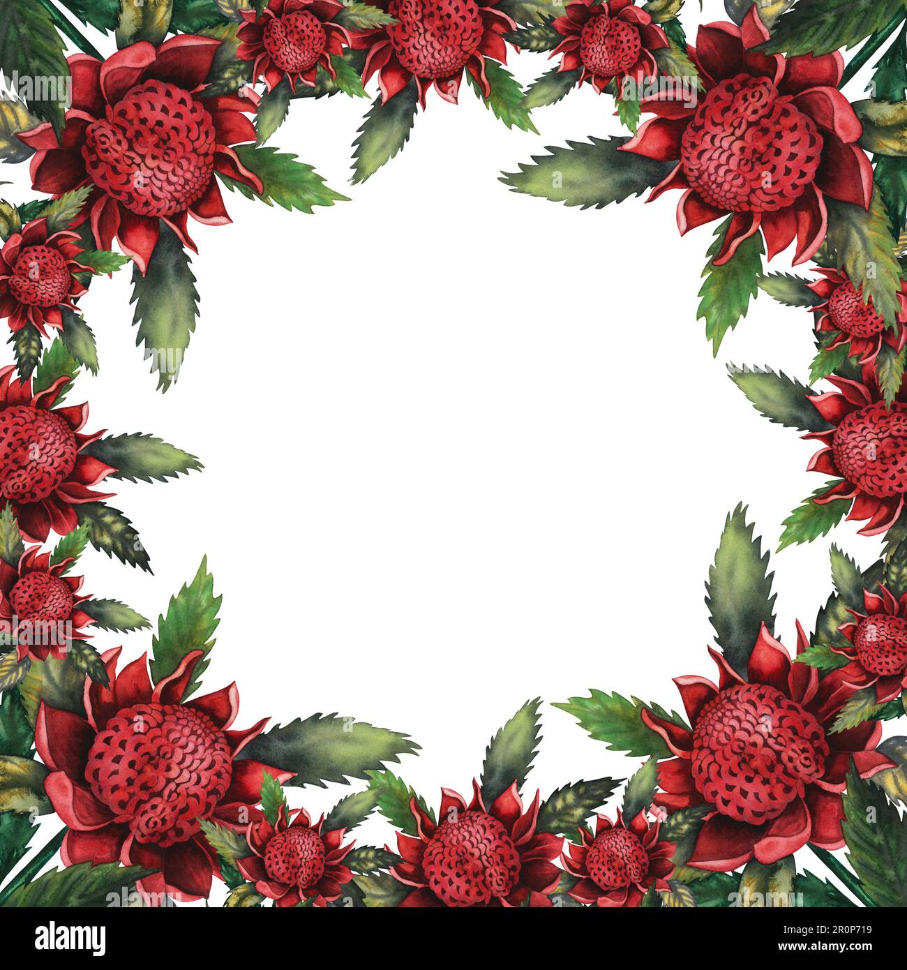 Watercolour red color flowers waratah telopea and leaves frame, round ...