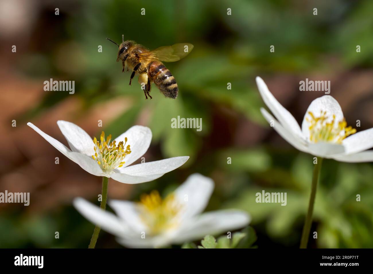 Bee with collected pollen flying over a wood anemone Stock Photo - Alamy