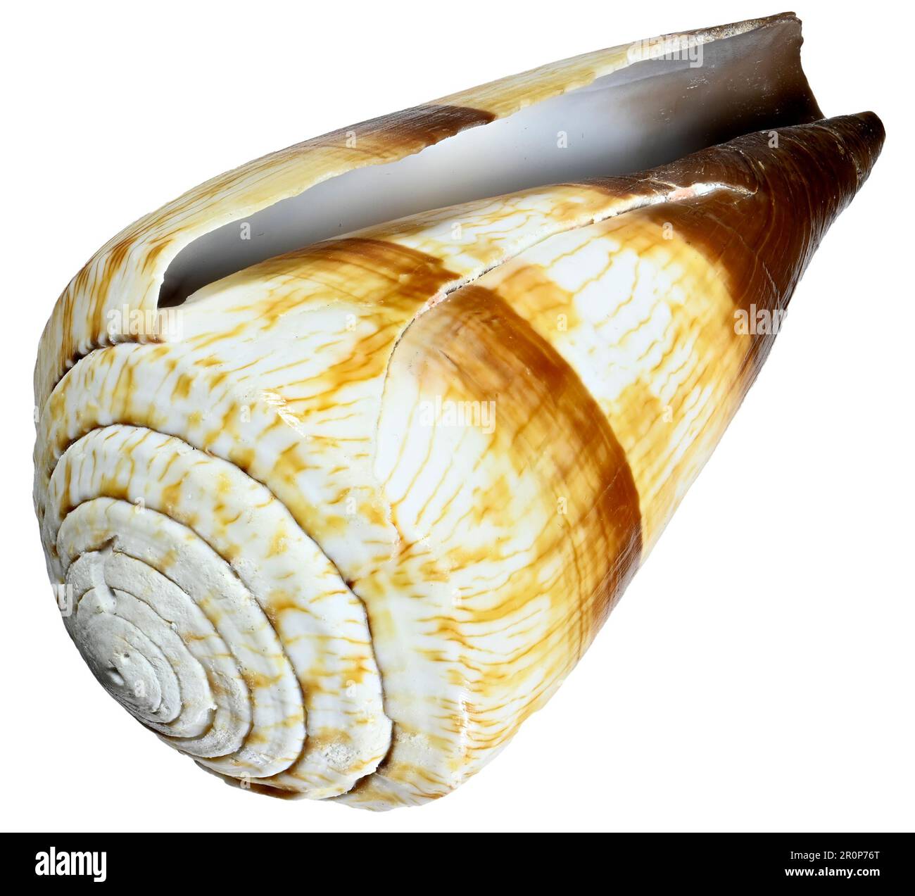 Soldier cone shell hi-res stock photography and images - Alamy