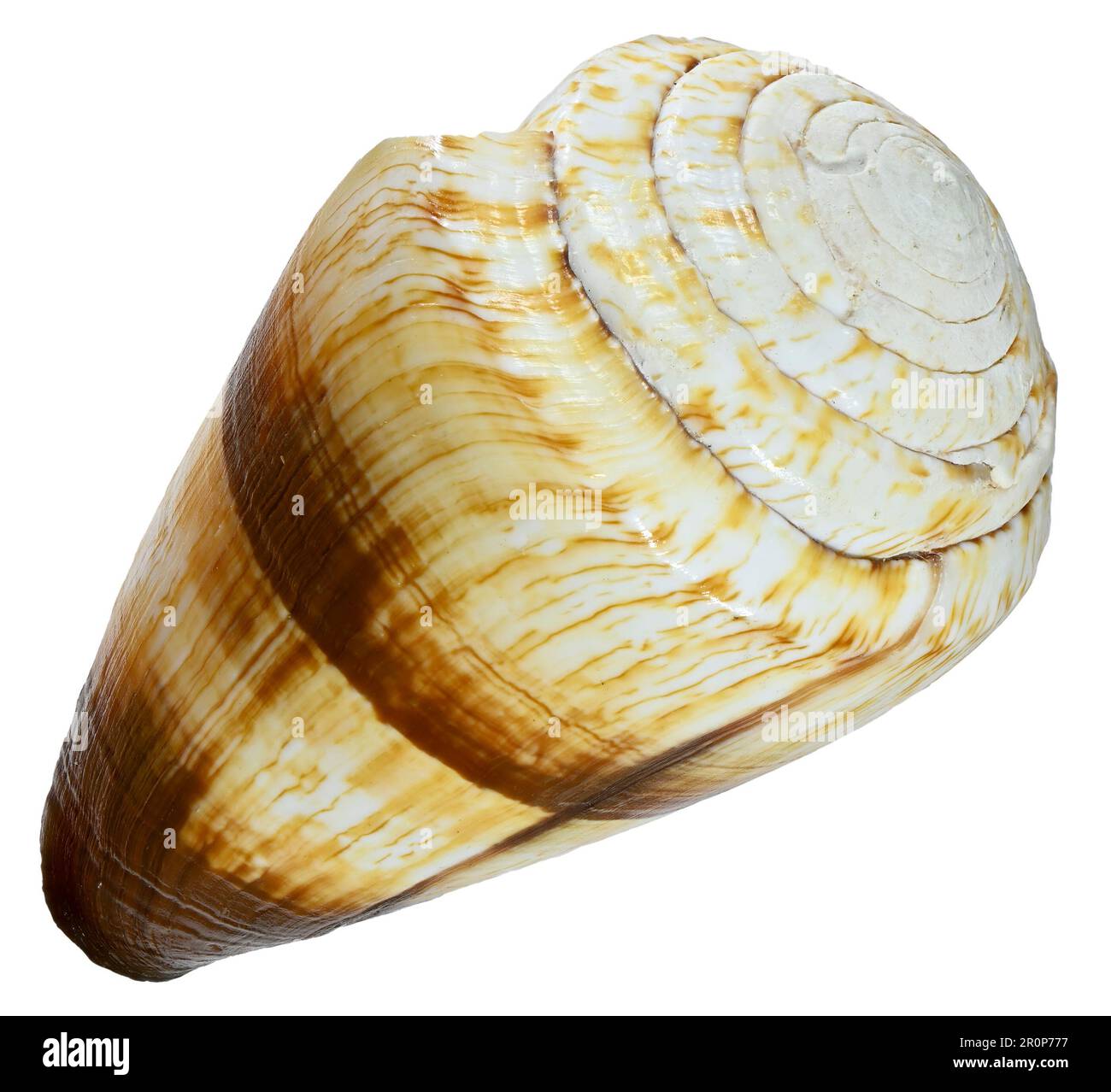 Soldier Cone shell (Conus miles) c8cm. E.Africa Stock Photo - Alamy