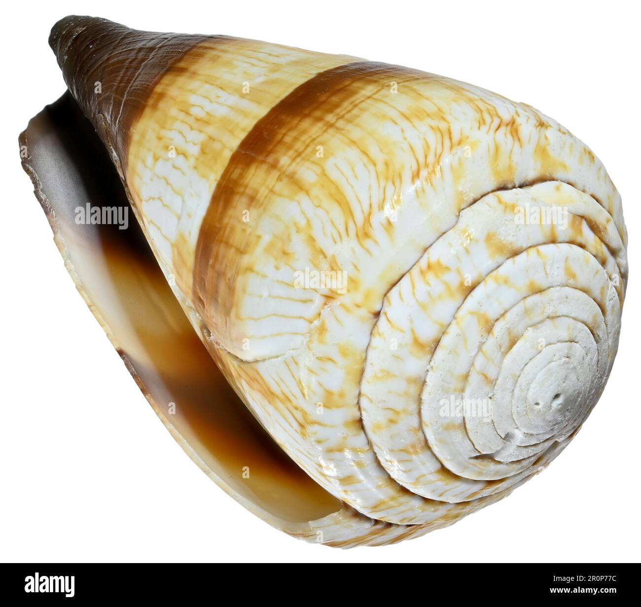 Soldier Cone shell (Conus miles) c8cm. E.Africa Stock Photo - Alamy