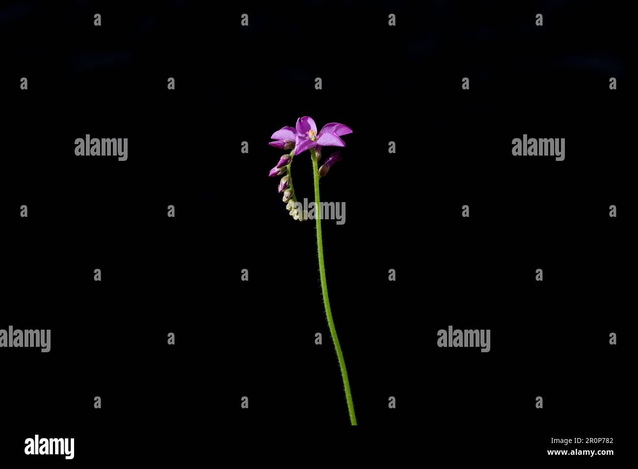 Cape sundew flowering purple blossom. Beautiful carnivorous plant ...