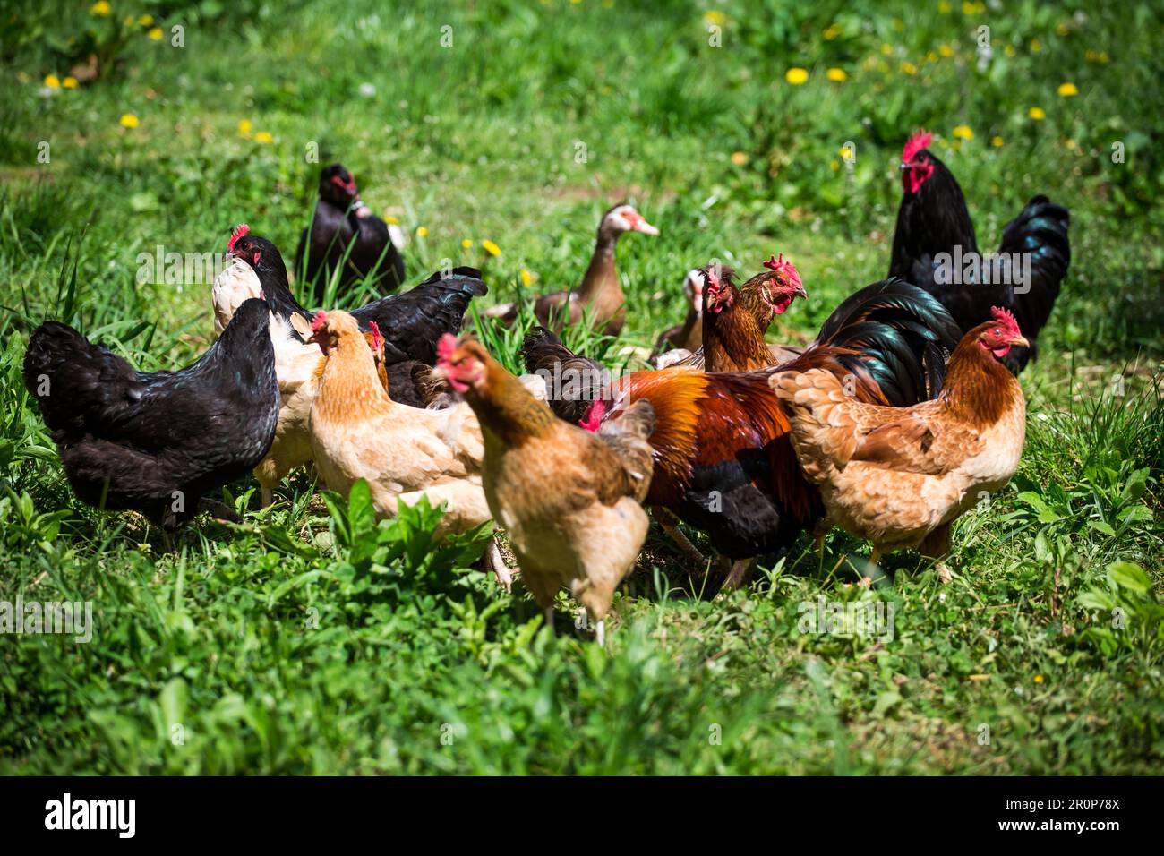 Free range chickens hi-res stock photography and images - Alamy