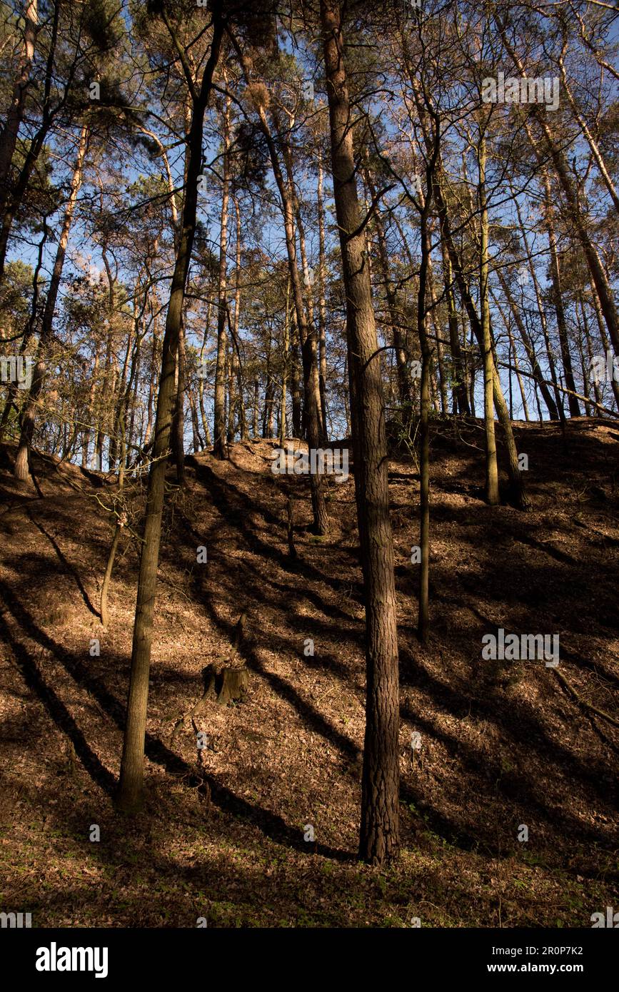 Scots Pine forest are very common as commercial forets in Northeastern ...