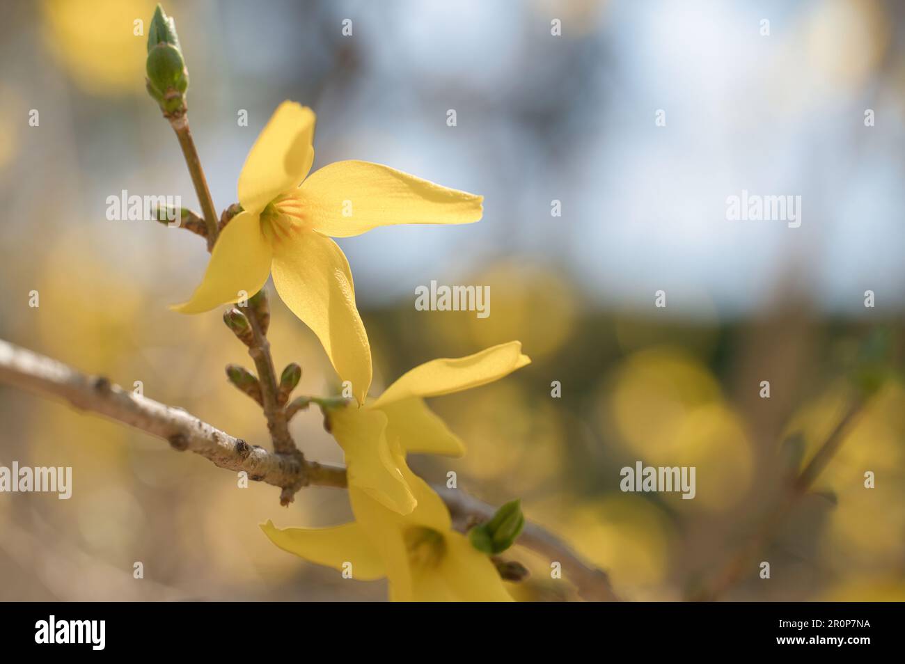 yellow flowers bloom Stock Photo - Alamy