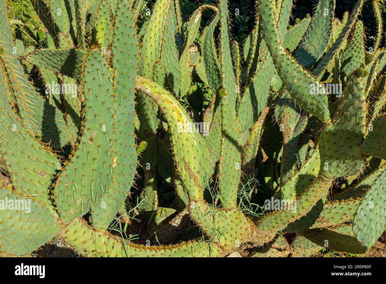 Opuntia engelmanii hi-res stock photography and images - Alamy