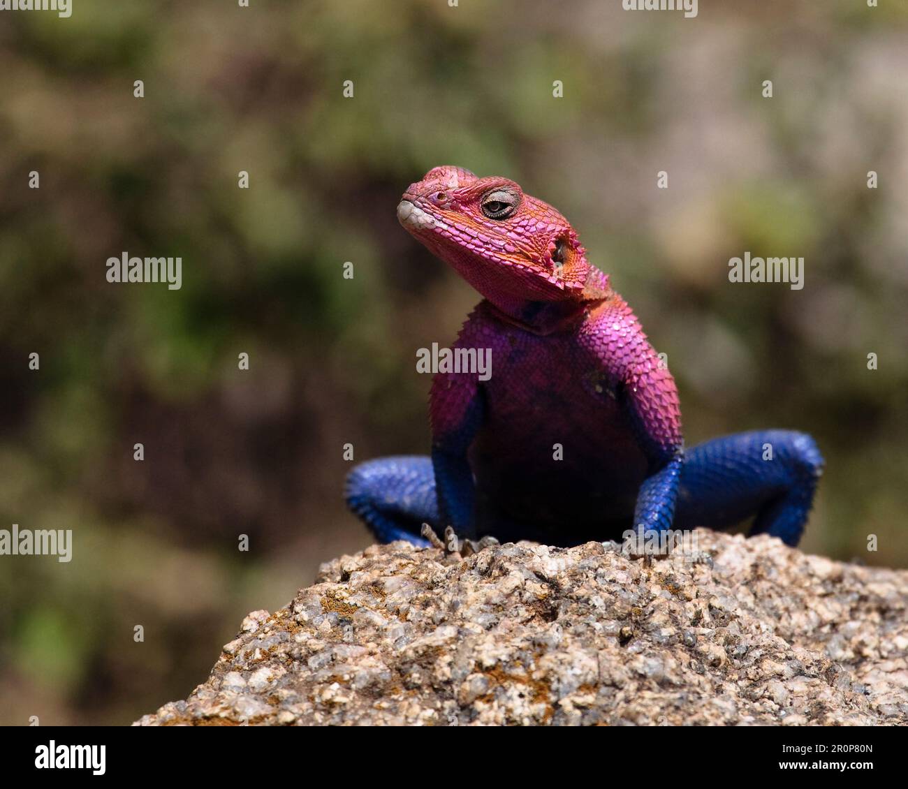 Male Rainbow Lizard (Agama agama), Ngorongoro, Tanzania, July 2007 ...