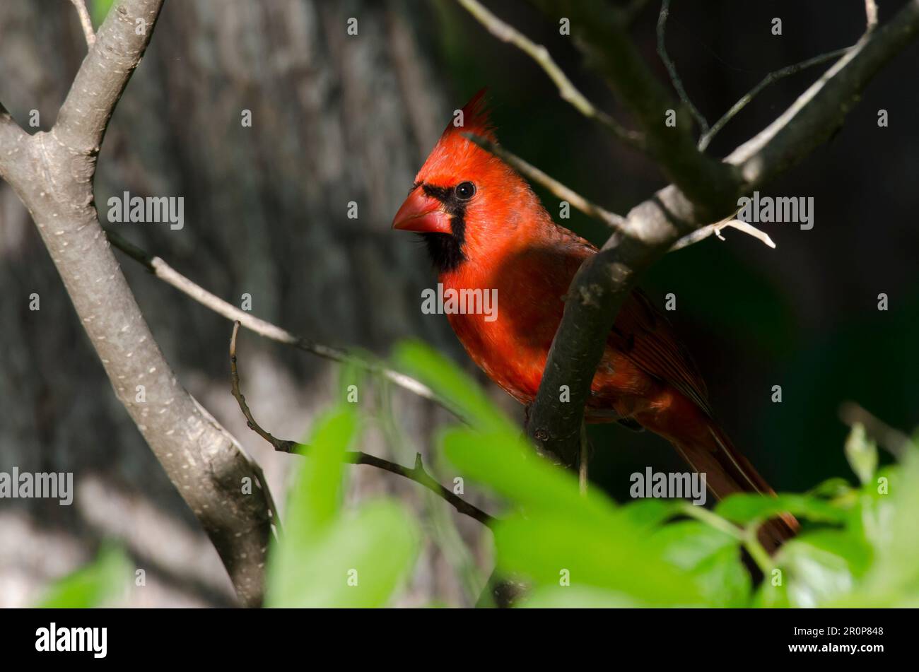 Northern Cardinal, Cardinalis cardinalis, male peering from dark woods ...