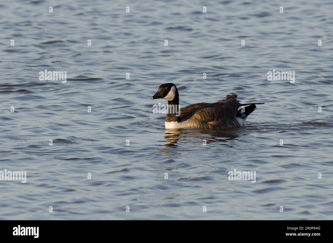 Cackling Goose, Branta hutchinsii Stock Photo - Alamy