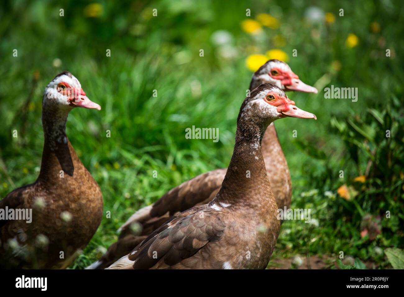 Female muscovy ducks hi-res stock photography and images - Alamy