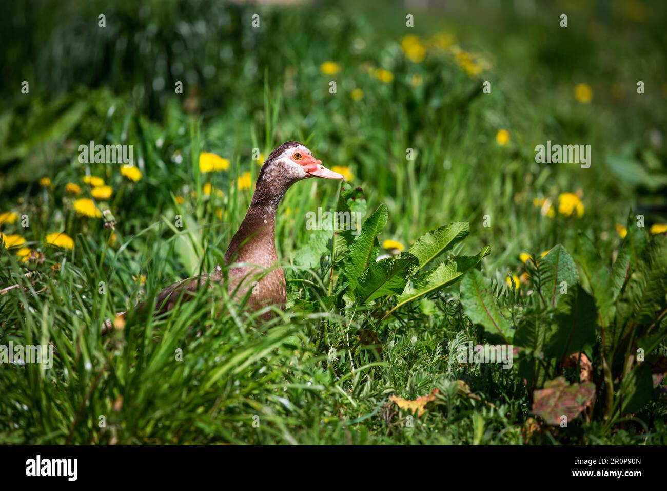 Muscovy cairina moschata hi-res stock photography and images - Alamy