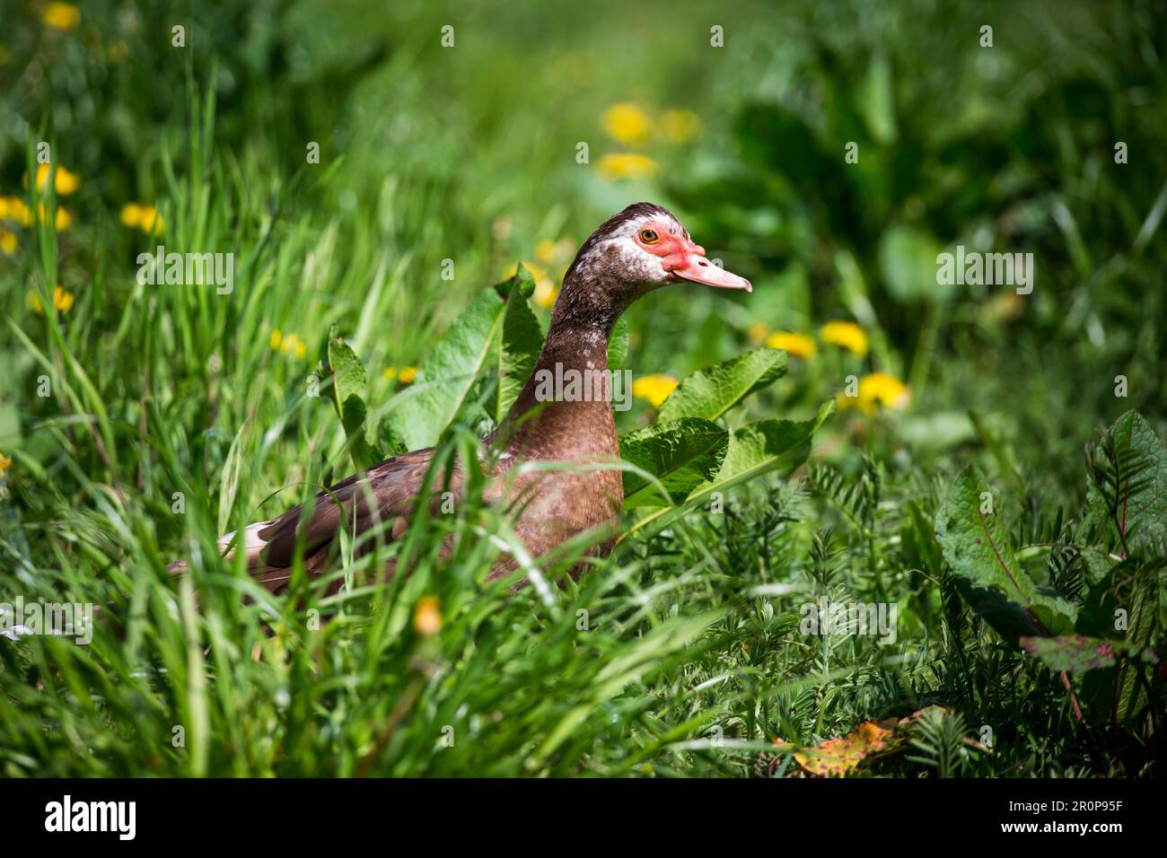 Brown muscovy duck (Cairina moschata Stock Photo - Alamy