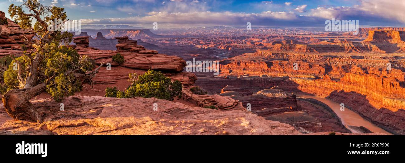 A juniper tree sits on a rock ledge over a Colorado River Gooseneck ...
