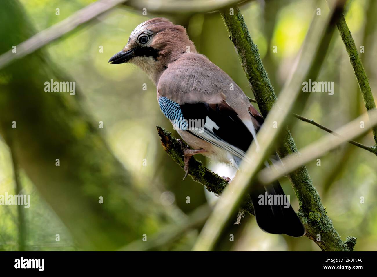 Shy birds hi-res stock photography and images - Alamy