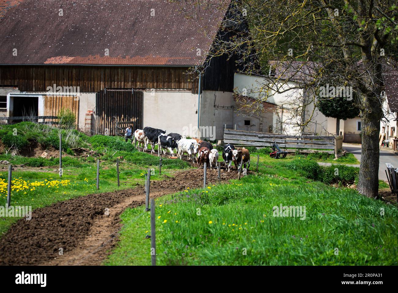 Free range cattle on the walk to their pasture Stock Photo - Alamy