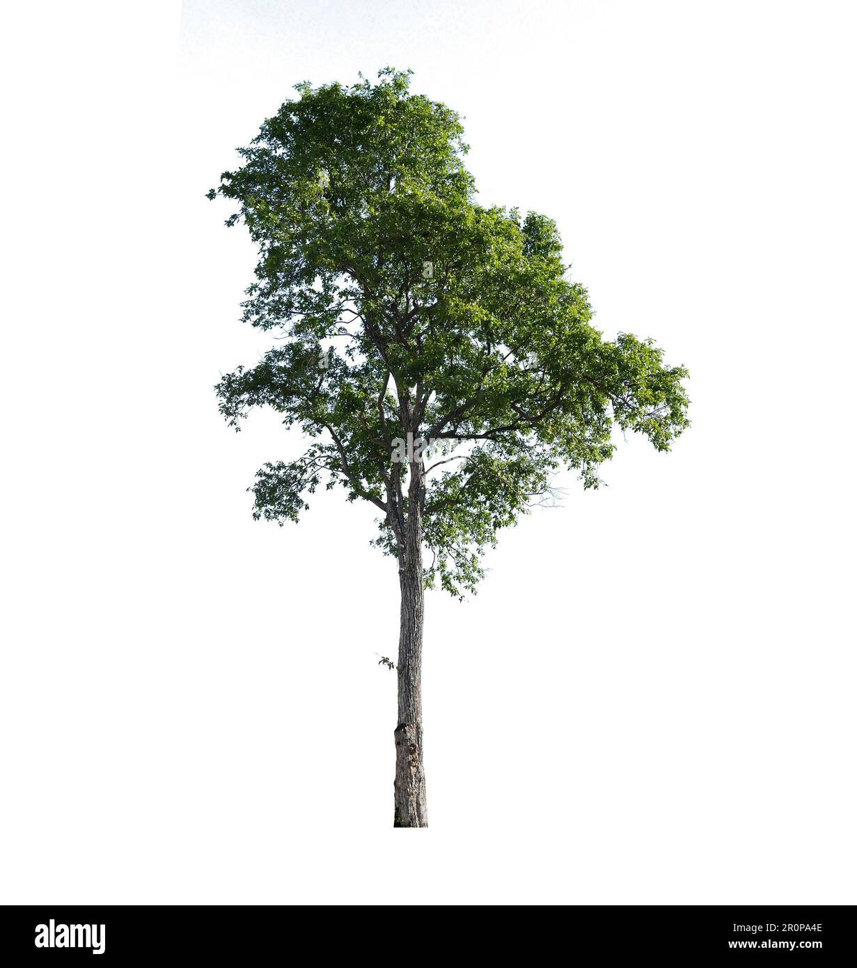 Tree isolated on white background Stock Photo - Alamy