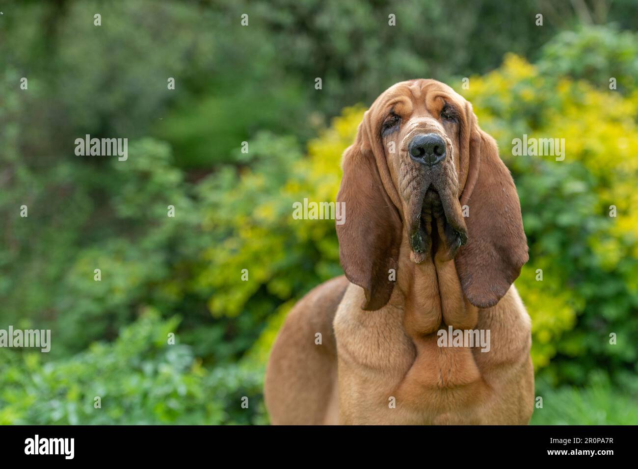 Portrait bloodhound dog hi-res stock photography and images - Alamy