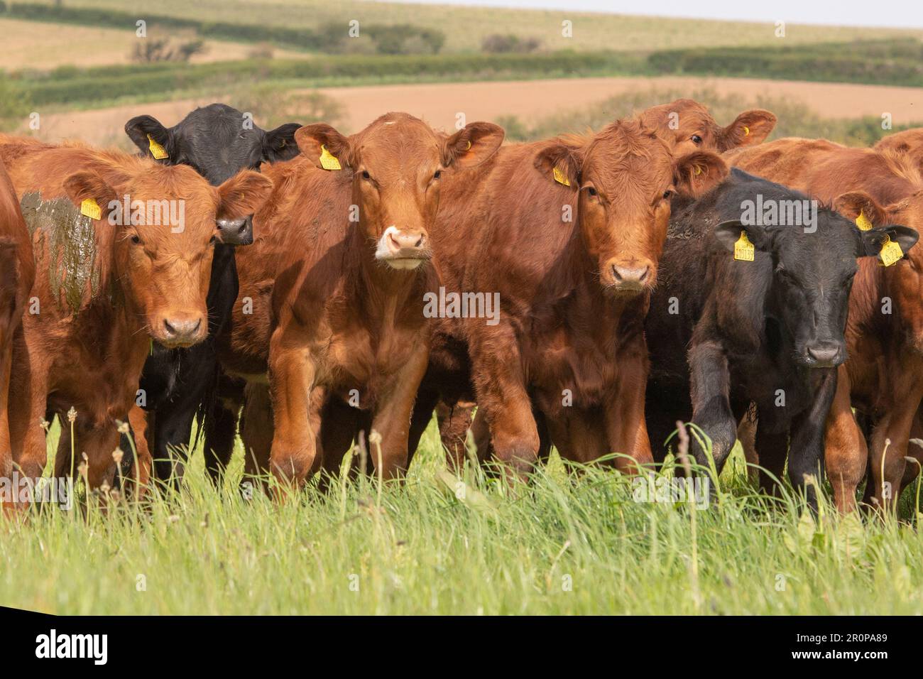 Front stabilizer hi-res stock photography and images - Alamy