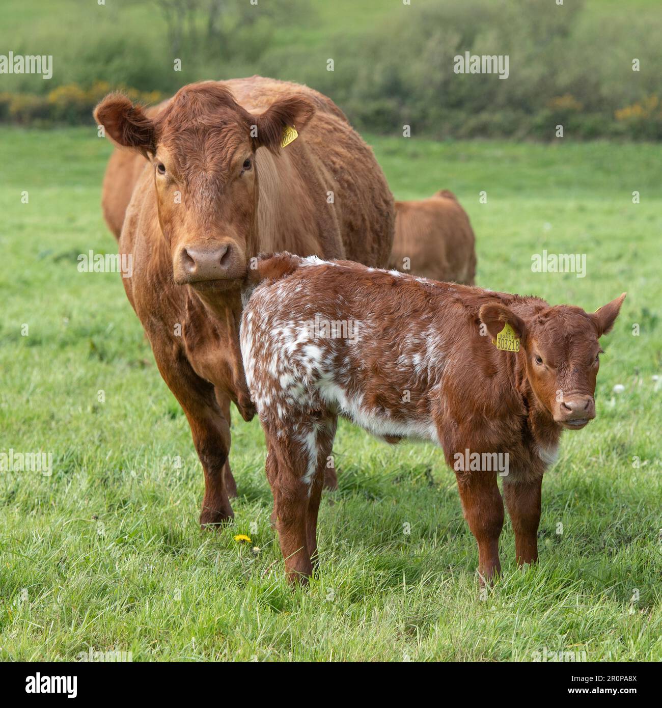 stabilizer cows and calves on old pasture Stock Photo - Alamy