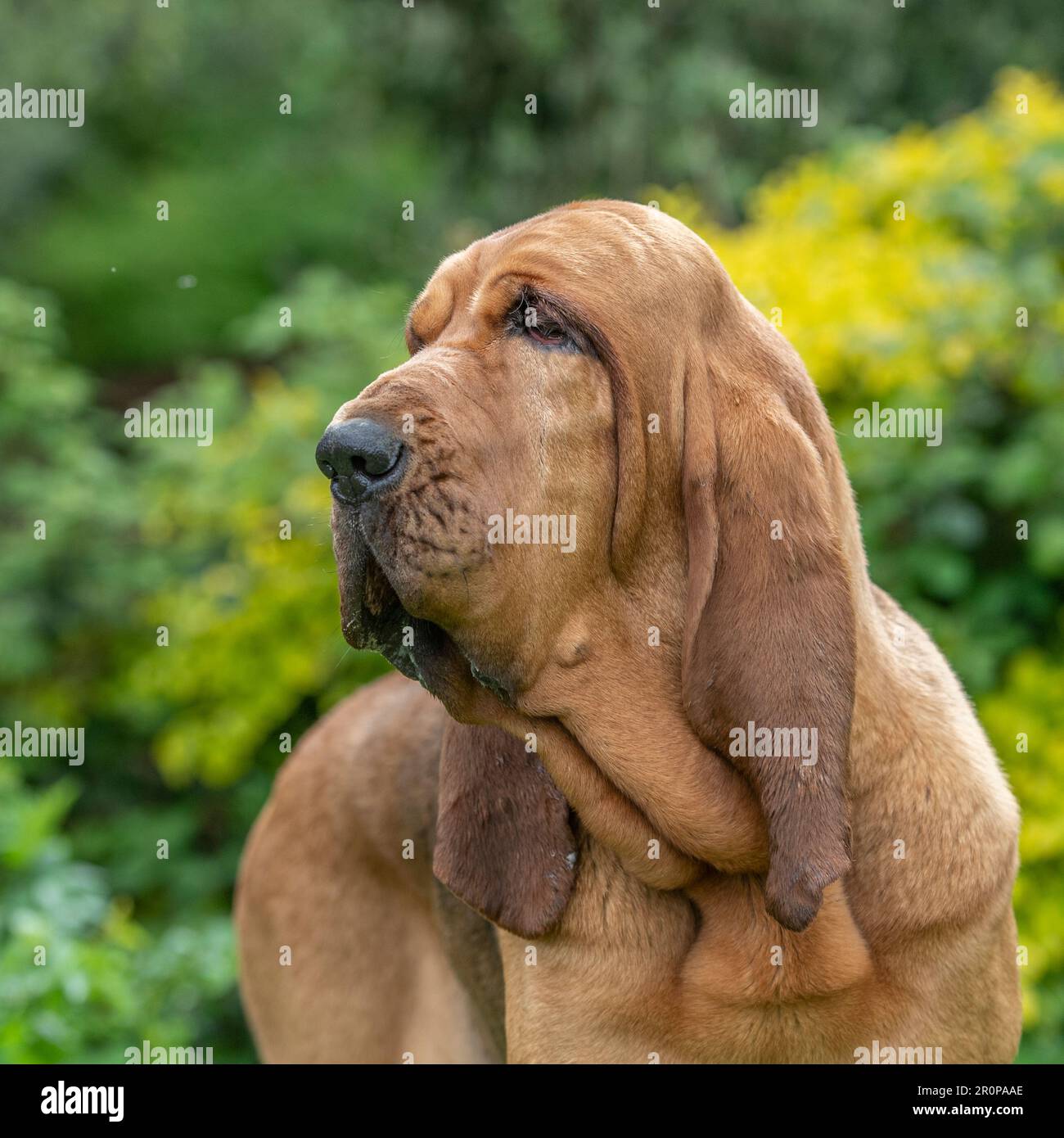 Head portrait hound hi-res stock photography and images - Alamy