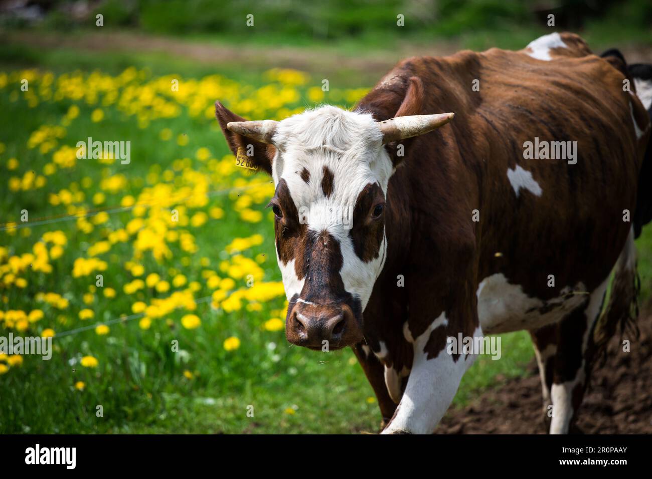 Cow of the breed Ansbach-Triesdorf cattle (Ansbach-Triesdorfer Tiger ...