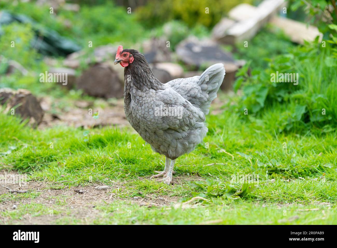 Blue marans free range hen Stock Photo - Alamy