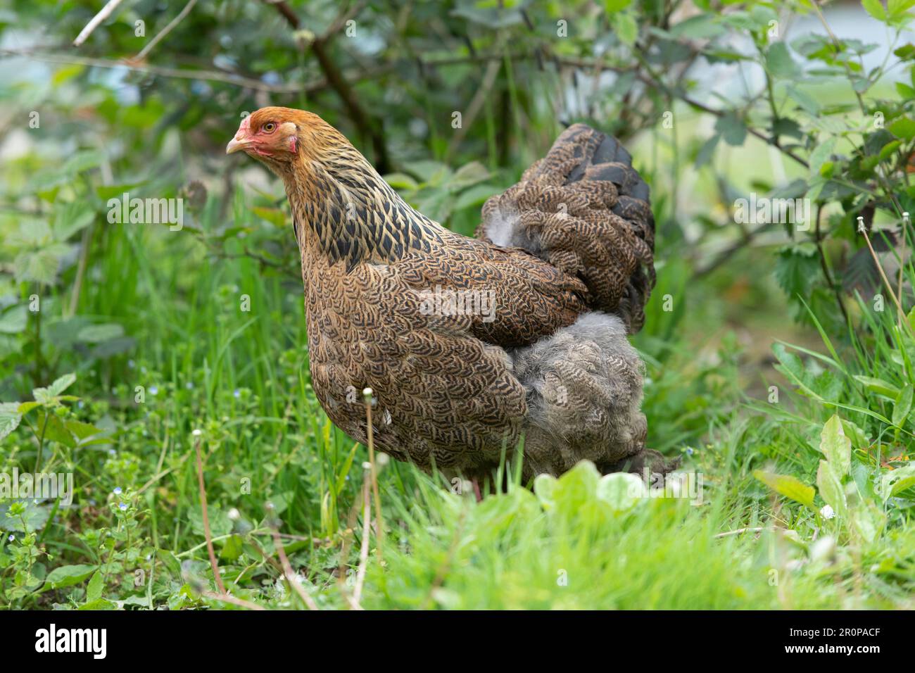 Female partridge hi-res stock photography and images - Alamy