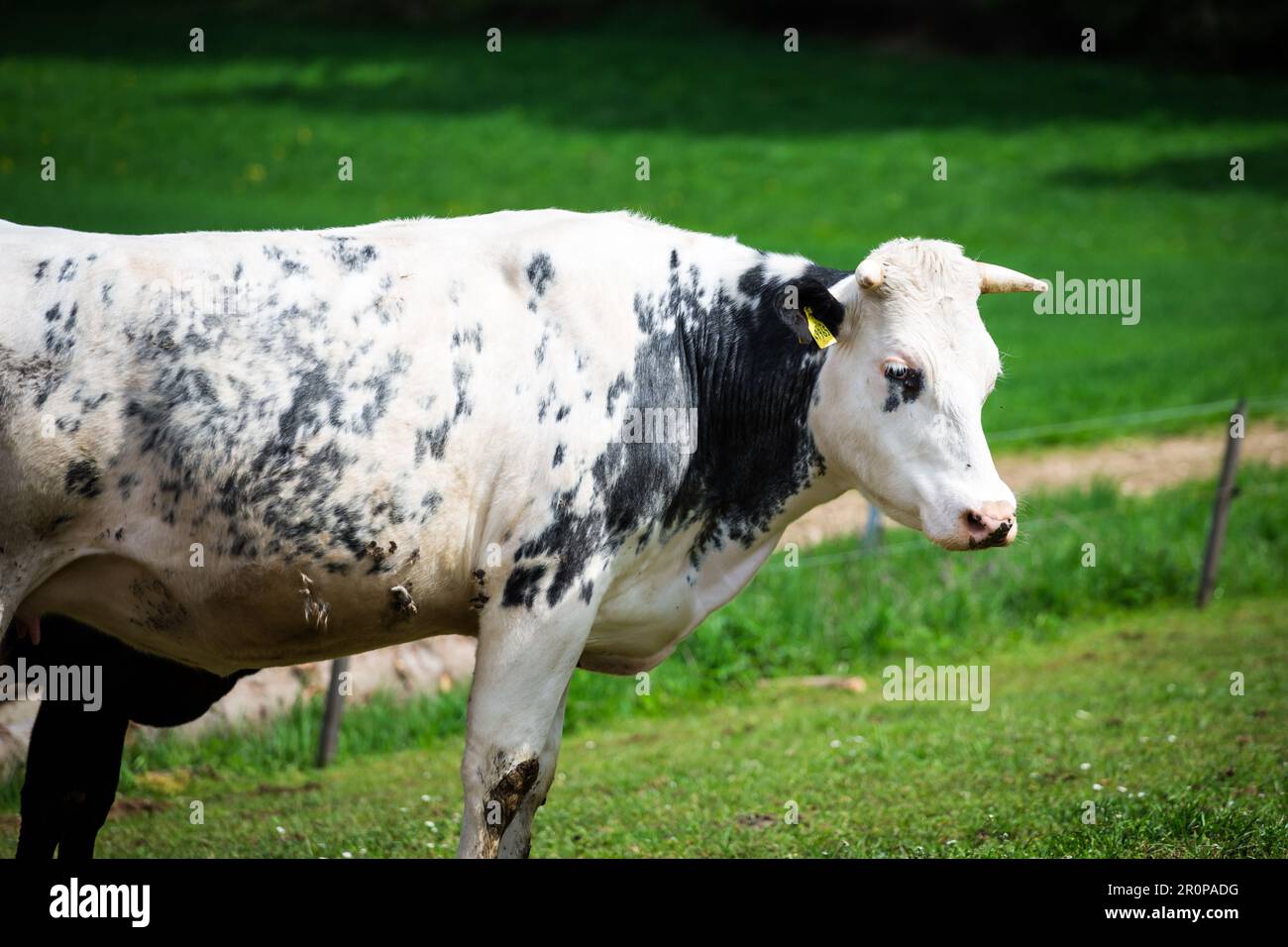 Belgian Blue-White hybrid, cattle Stock Photo - Alamy
