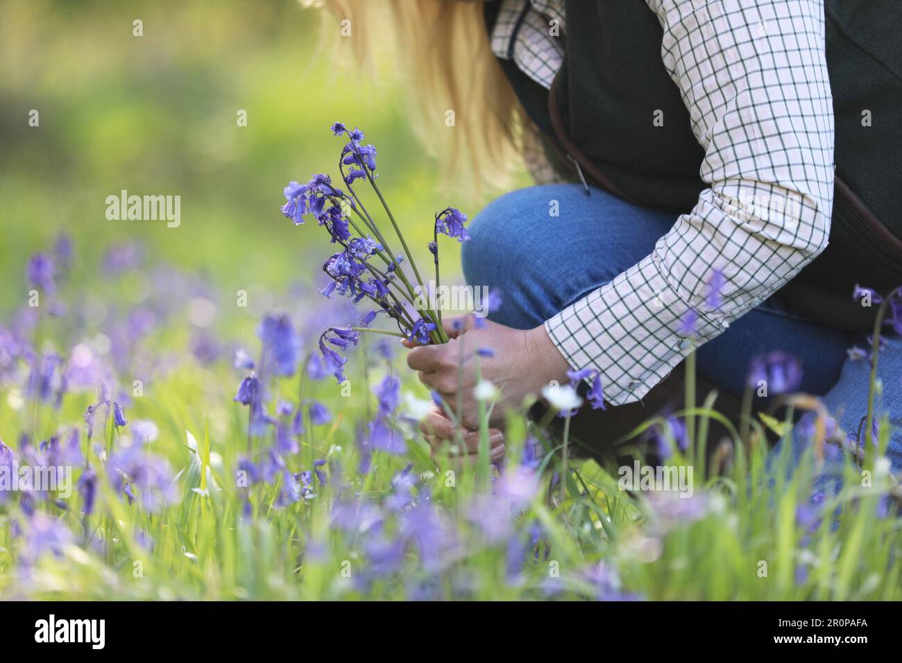 Adult walk bluebells hi-res stock photography and images - Alamy