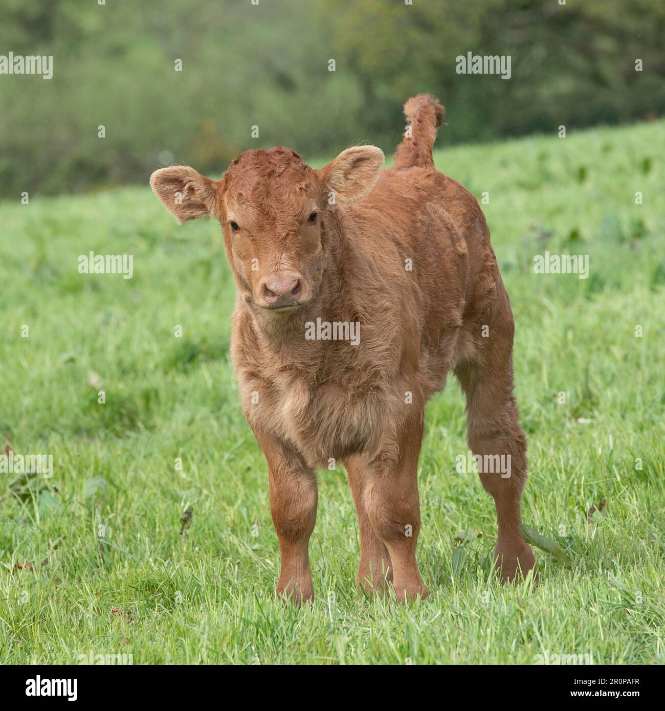 cute baby calf Stock Photo - Alamy