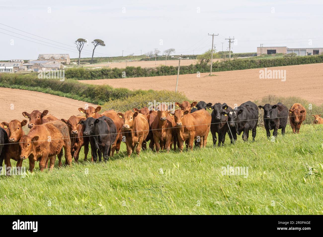 herd of beef bullocks Stock Photo - Alamy