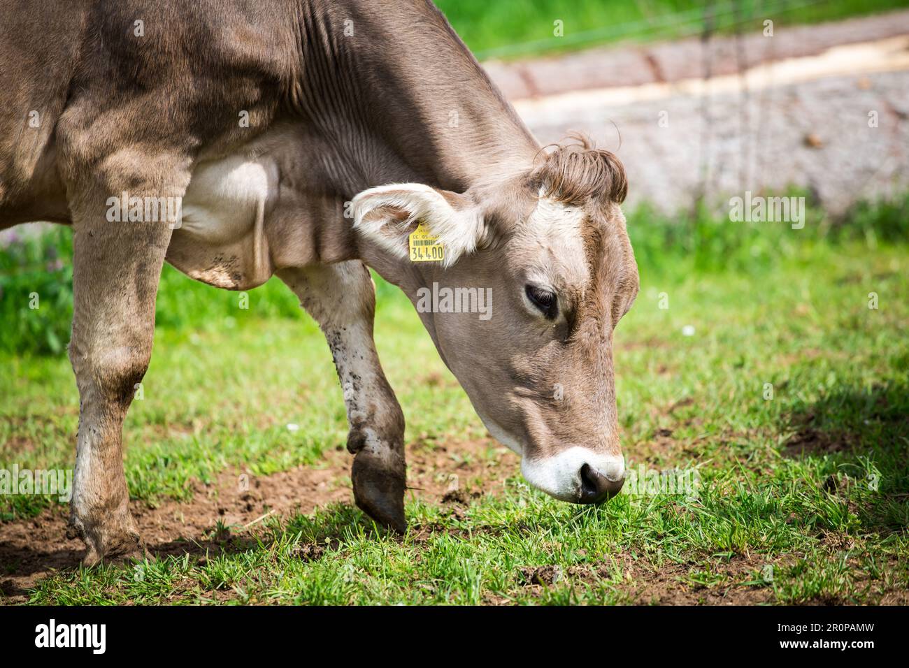 Cow of the cattle breed German Braunvieh (Deutsches Braunvieh Stock ...