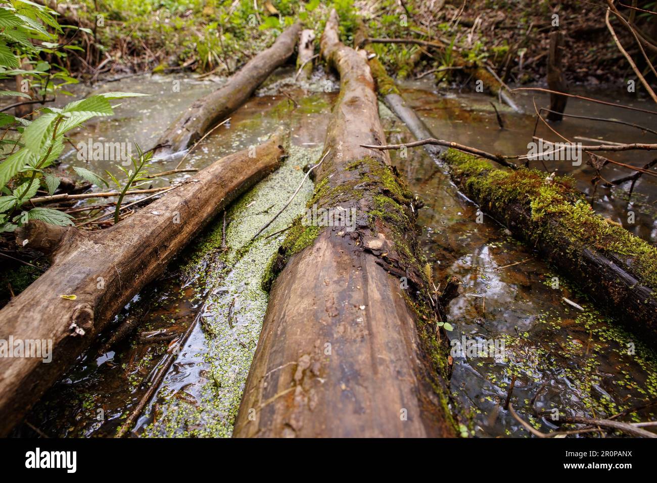 Fallen tree in the middle of a stream in the forest. Bridge over a ...