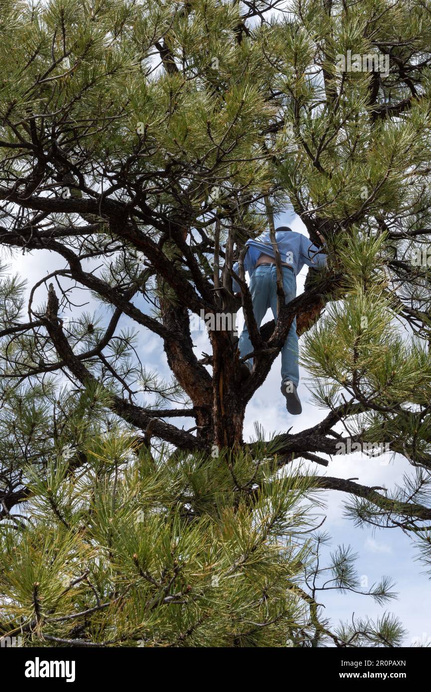 An 80-year-old man free climbing, descending a tall pine tree, one leg ...