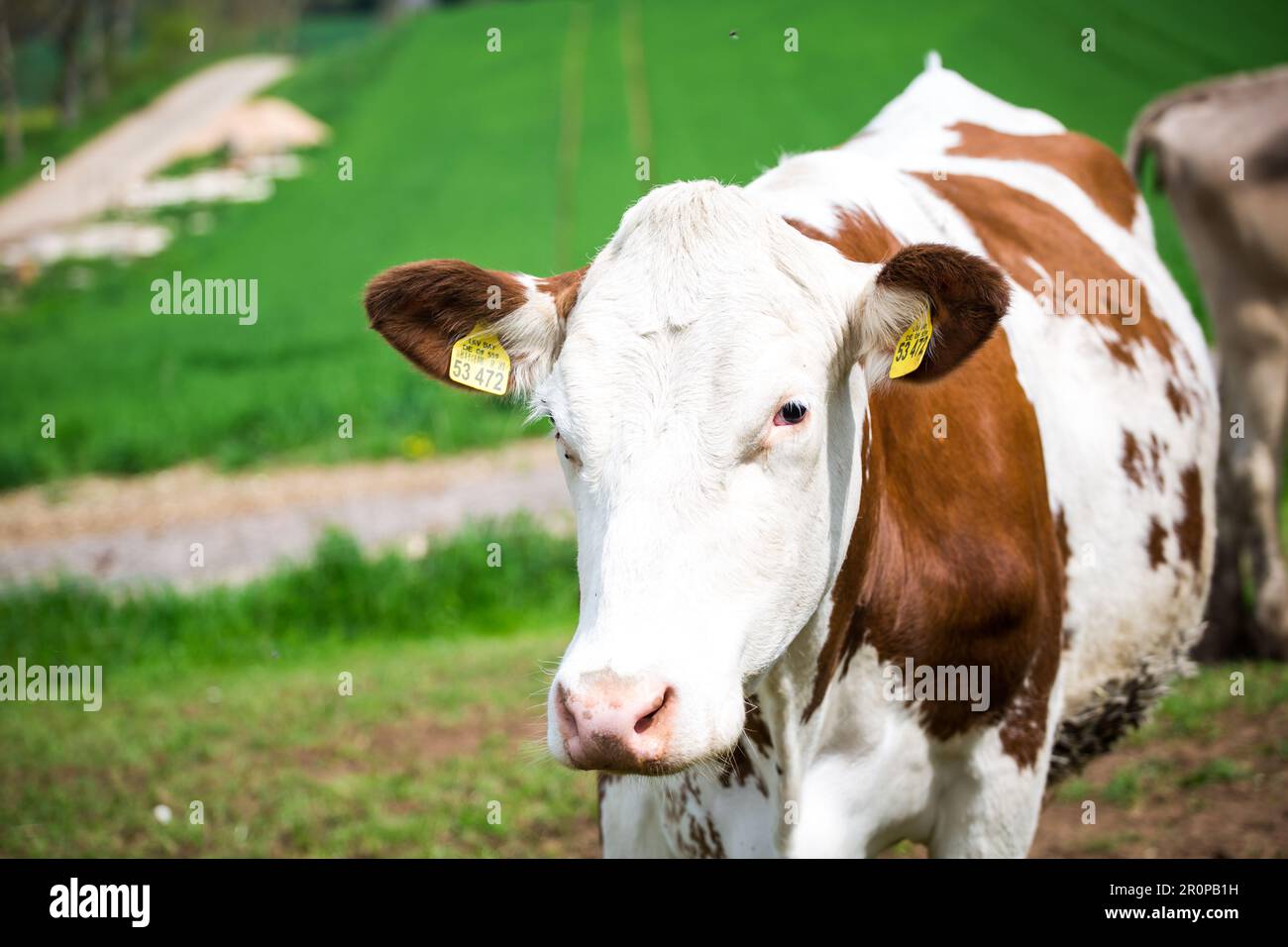 Cow of the cattle breed Simmental Fleckvieh (Simmentaler Rind Stock ...