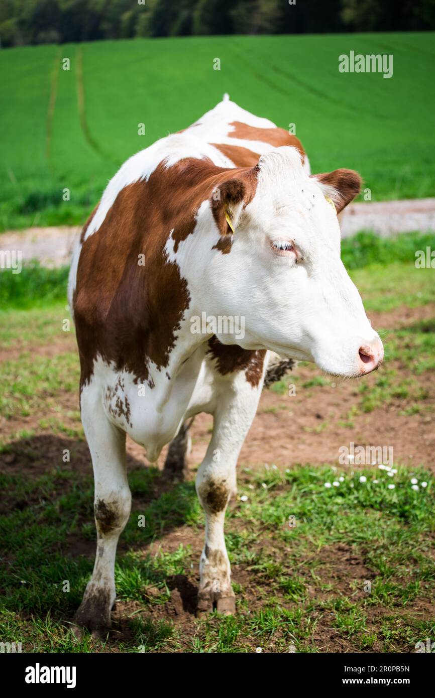 Cow of the cattle breed Simmental Fleckvieh (Simmentaler Rind Stock ...