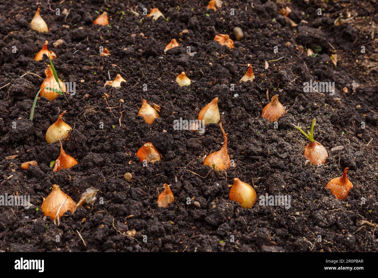 Sprouted onions in the garden. Planting onions in the garden. Gardening ...
