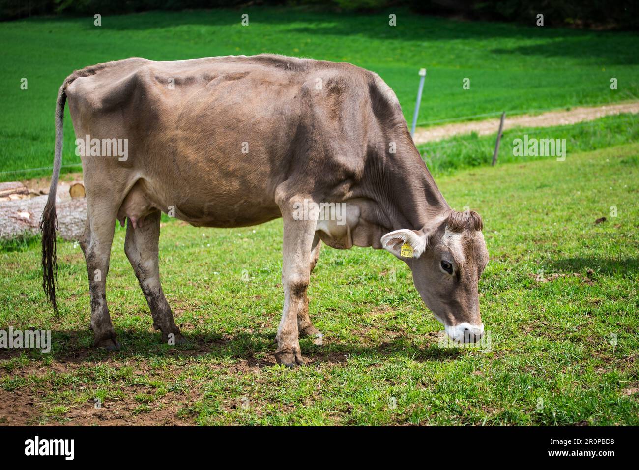 Cow of the cattle breed German Braunvieh (Deutsches Braunvieh Stock ...