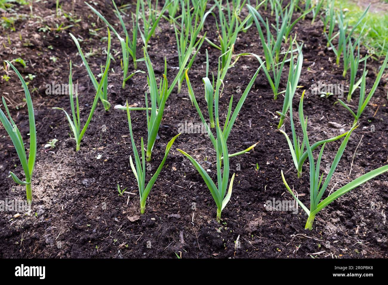 garlic in the garden. Growing garlic in the garden. Vegetable beds with ...