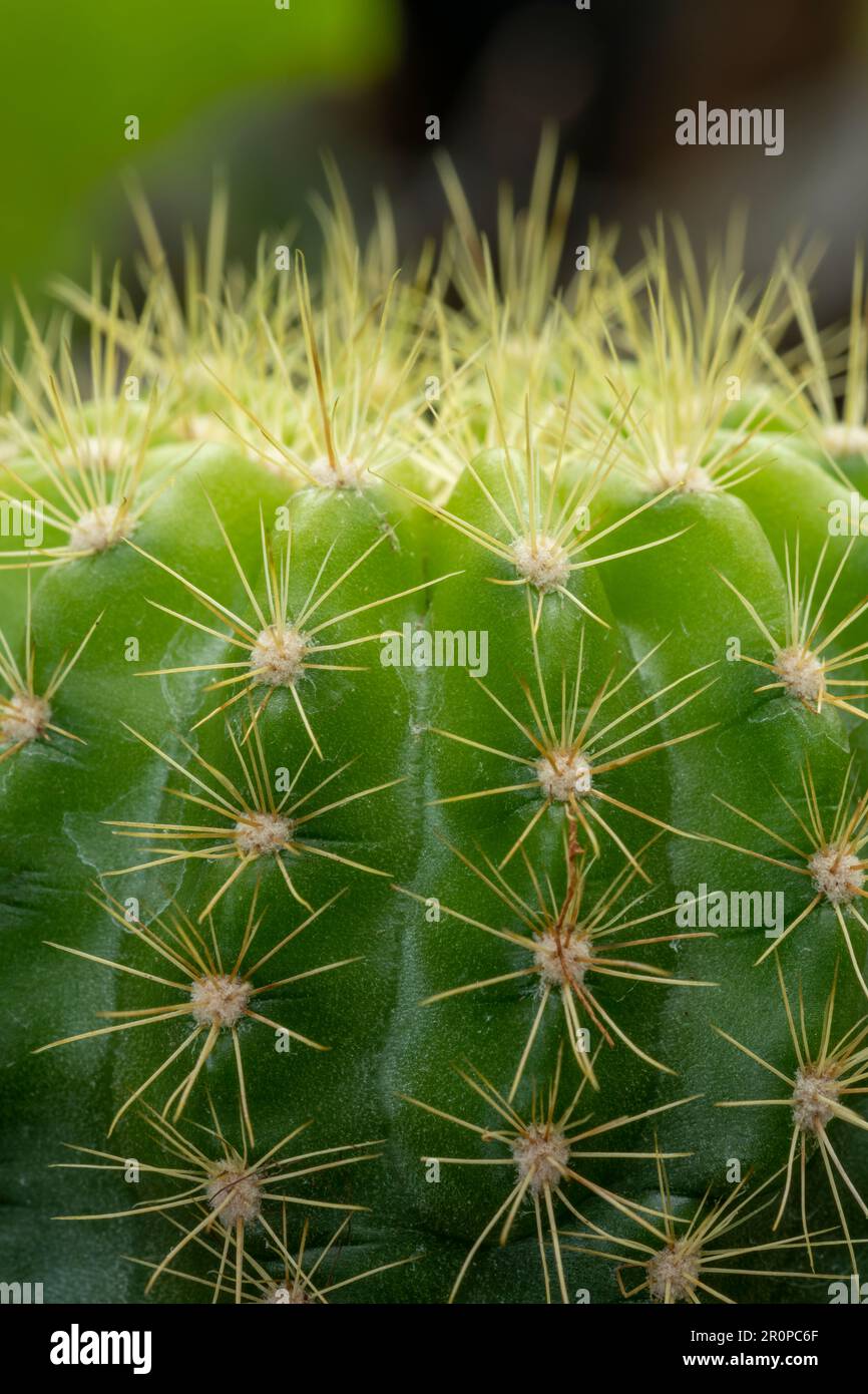 Cactus vertical succulent background hi-res stock photography and ...