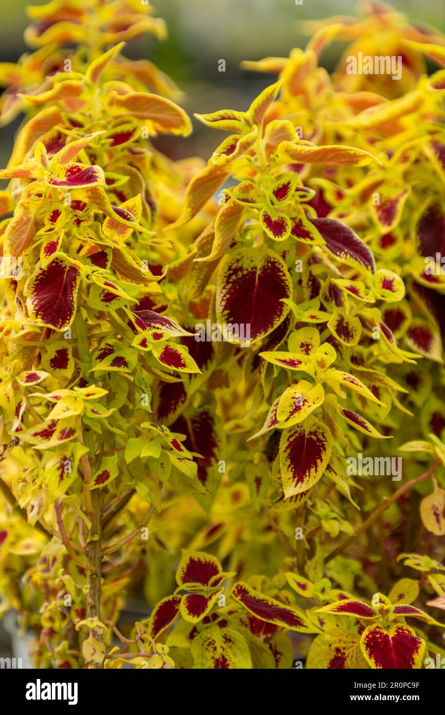 Plectranthus scutellarioides, commonly known as coleus - stock photo ...
