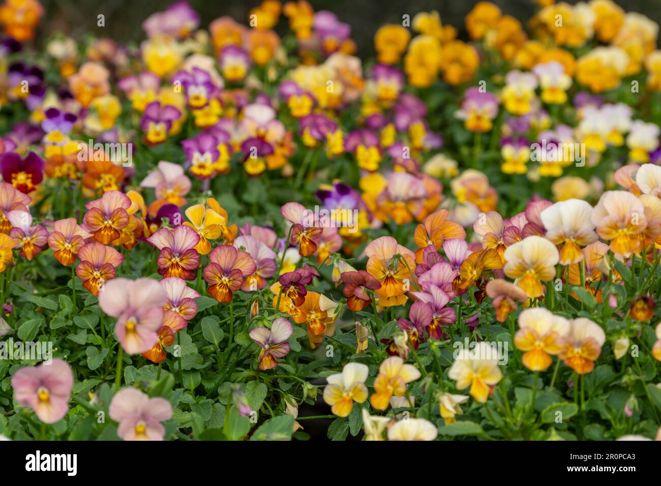 Vibrant Nasturtium flowers (Tropaeolum majus) delicious edible flowers ...
